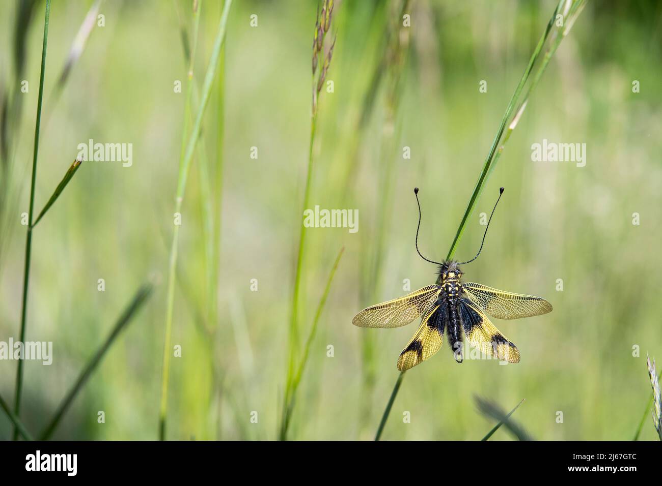 Libelloides longicornis, common name black yellow owlfly, is an owlfly ...