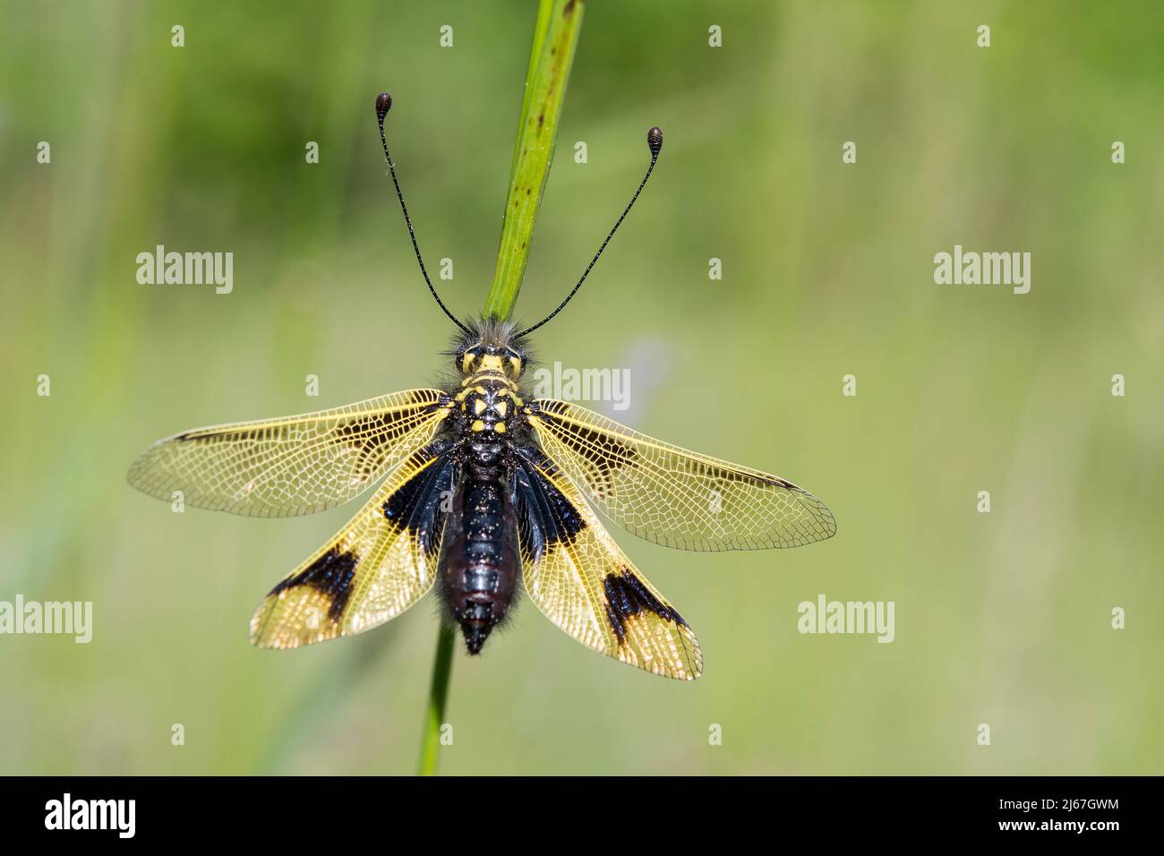 Libelloides longicornis, common name black yellow owlfly, is an owlfly ...