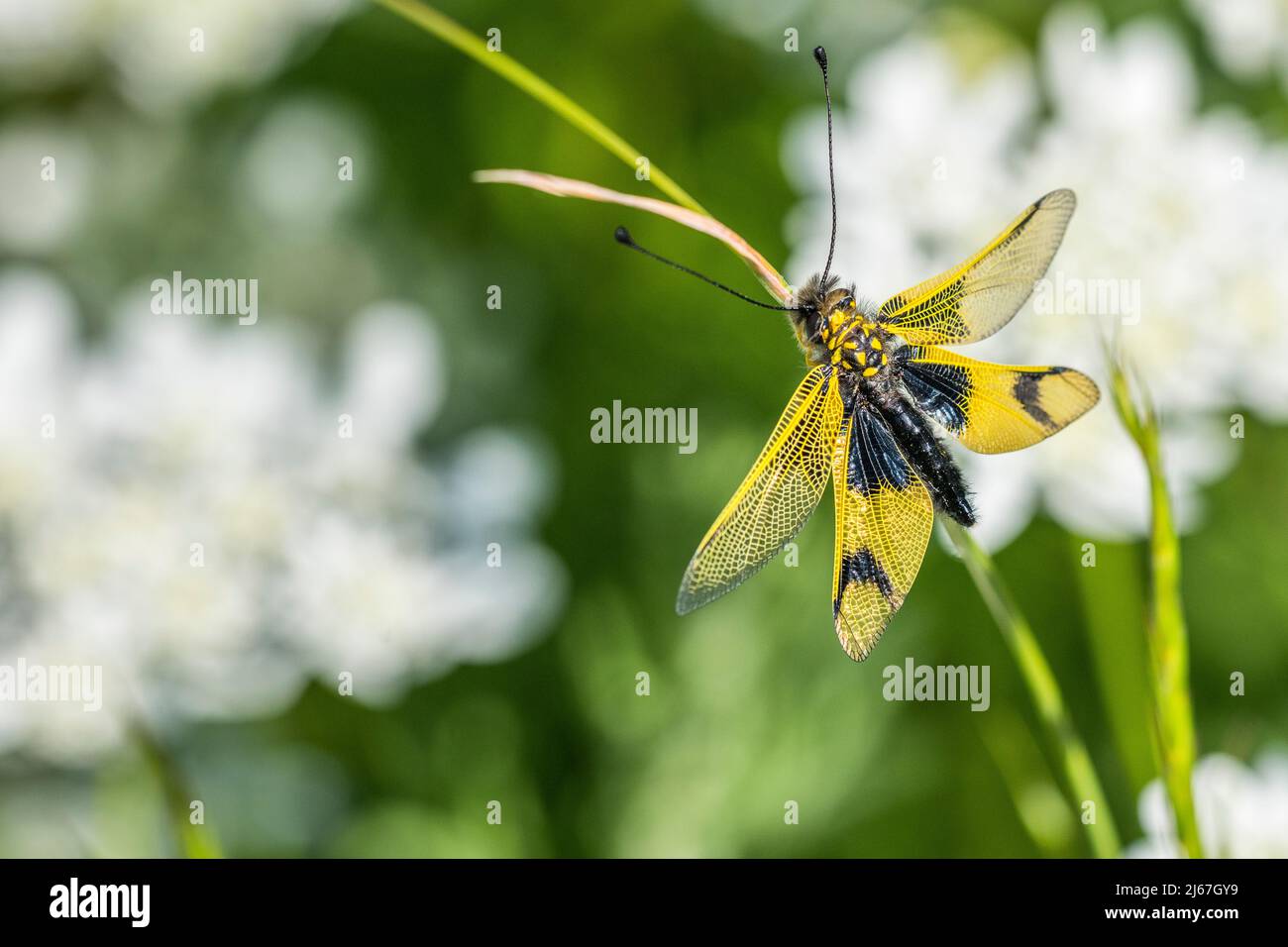 Libelloides longicornis hi-res stock photography and images - Alamy