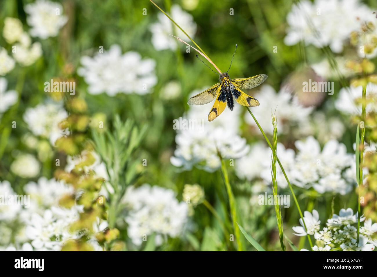 Libelloides longicornis, common name black yellow owlfly, is an owlfly ...