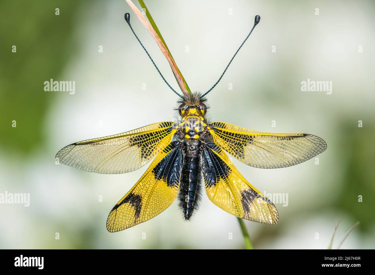 Libelloides longicornis, common name black yellow owlfly, is an owlfly ...