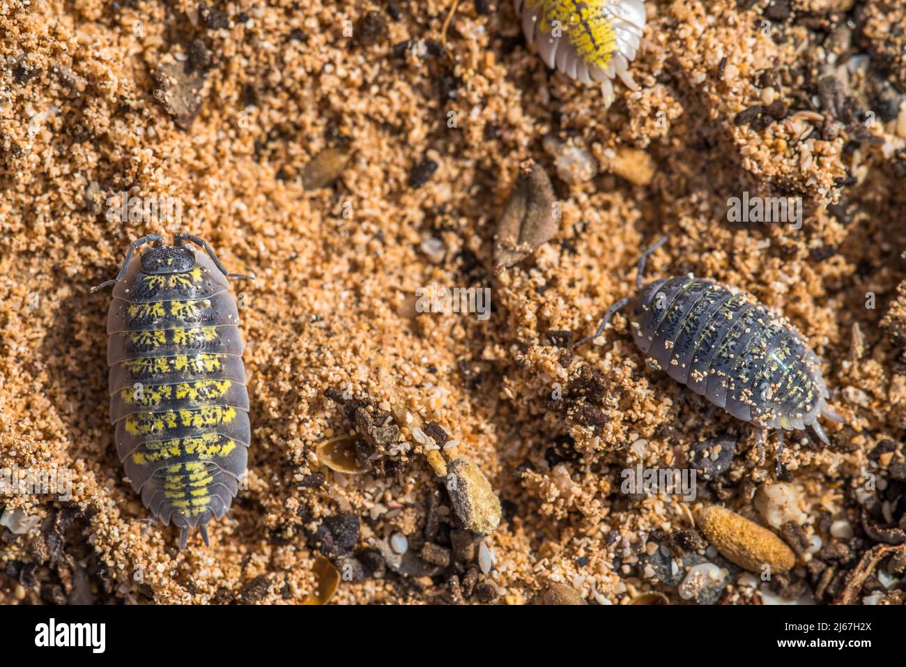 Porcellio spinipes, woodlice in the family Porcellionidae Stock Photo ...