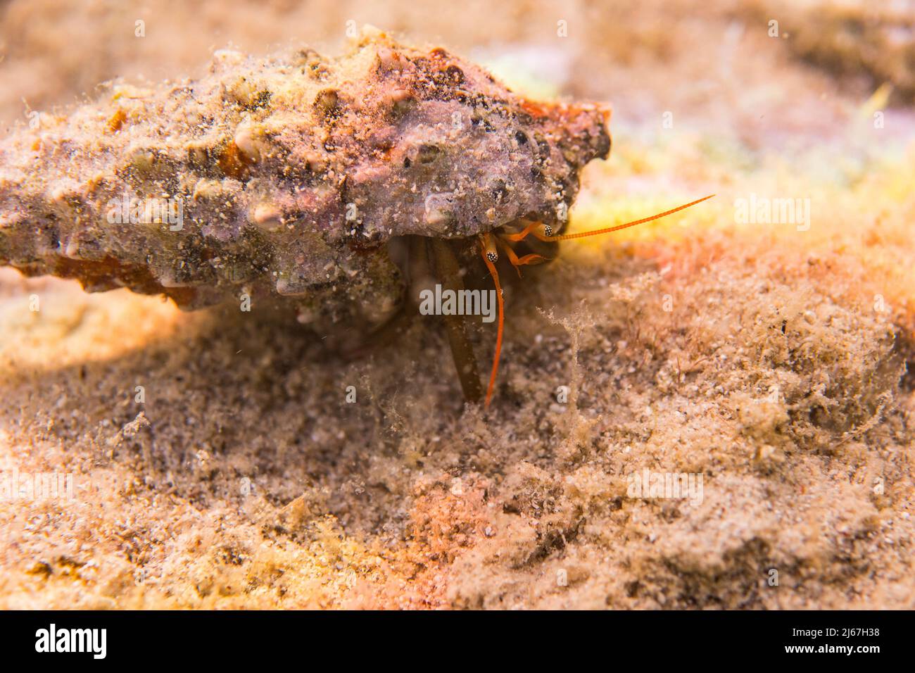 Hermit crabs are anomuran decapod crustaceans of the superfamily ...