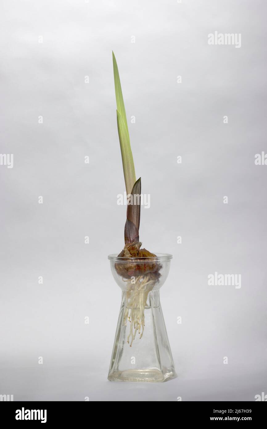 Bulbous with roots hi-res stock photography and images - Alamy