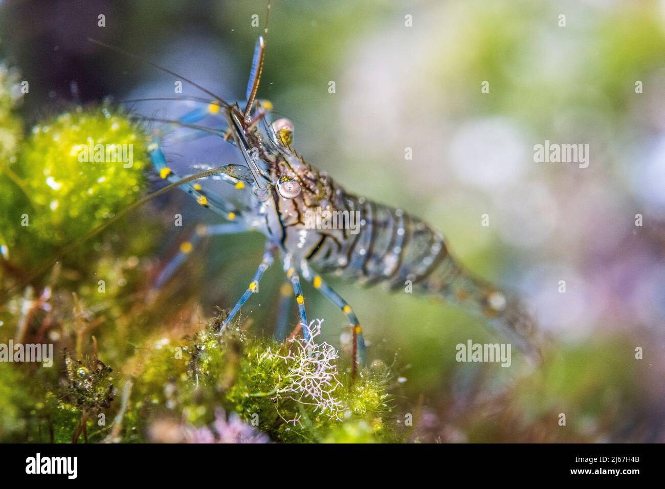 Palaemon elegans sometimes known by the common name rockpool shrimp, is ...