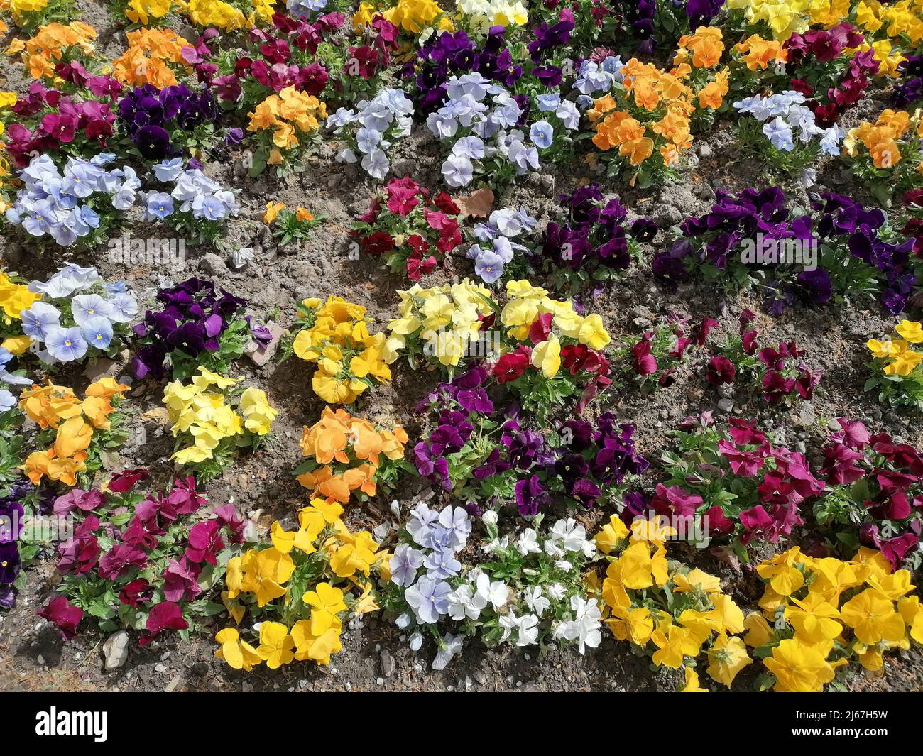 Primula grandiflora hi-res stock photography and images - Alamy