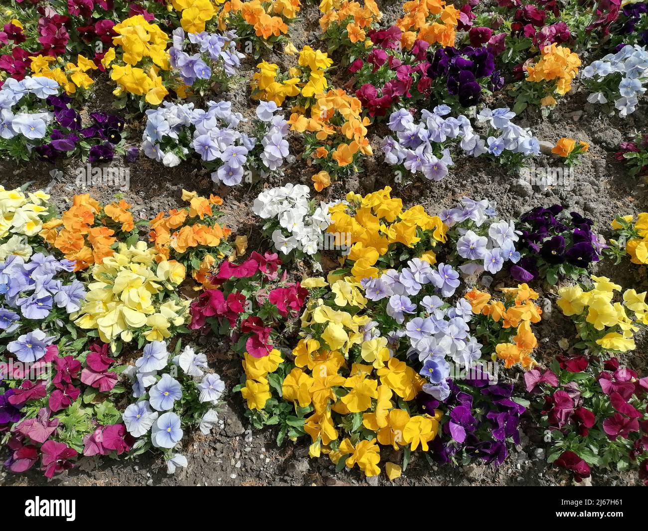 Mixed Primrose Primulas of various colors in flower in early Spring ...