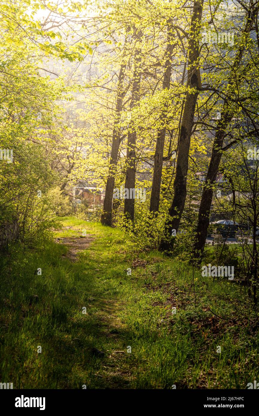 Overgrown nature hi-res stock photography and images - Alamy