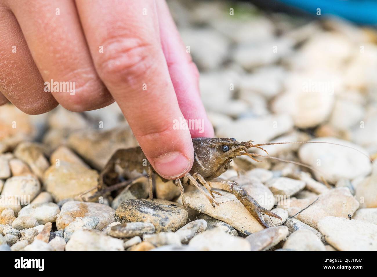 spinycheek crayfish (Faxonius limosus =Orconectes limosus), a species ...