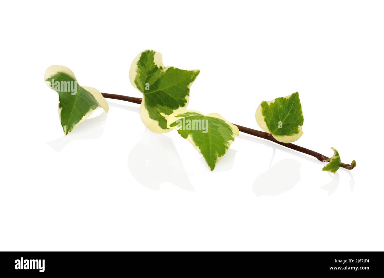 An ivy branch Cut Out Stock Images & Pictures - Alamy