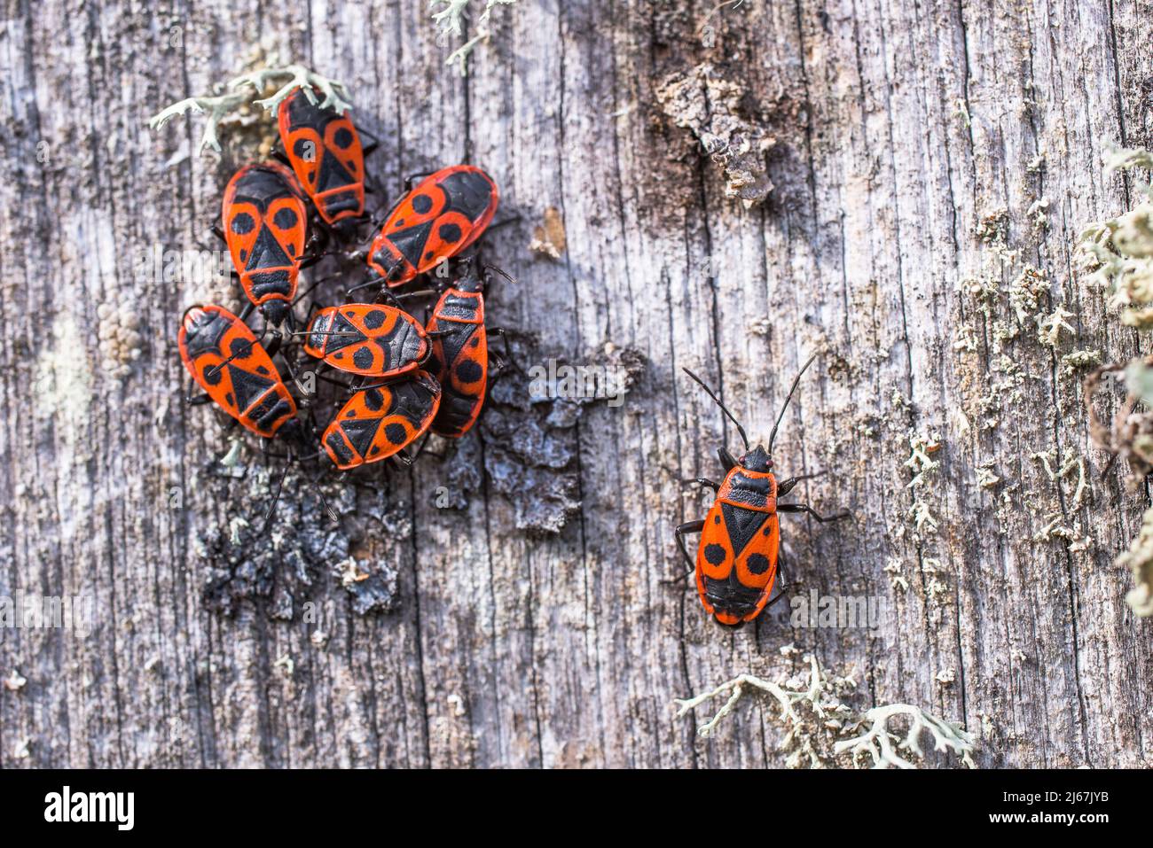 The firebug, Pyrrhocoris apterus, is a common insect of the family ...