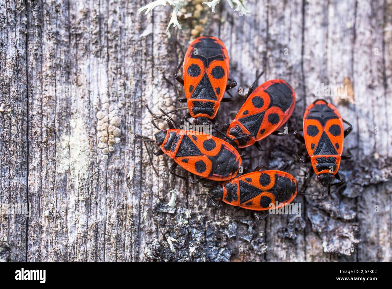 The firebug, Pyrrhocoris apterus, is a common insect of the family ...