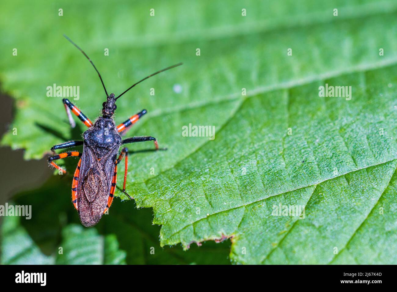 Rhynocoris annulatus, a species of assassin bug, family (Reduviidae ...