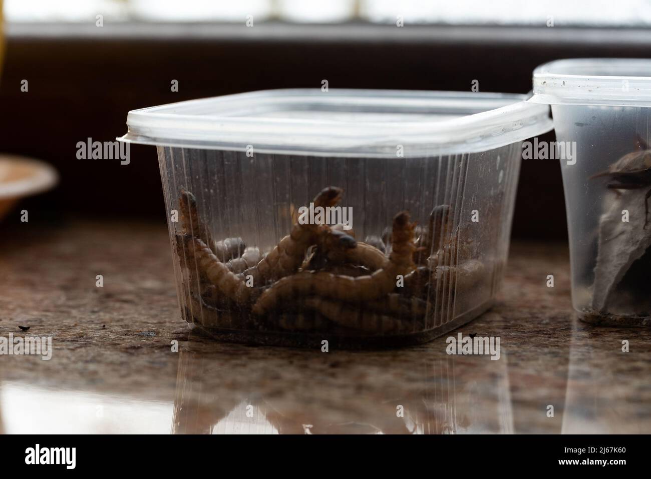 Wood-eaters, reptile feed insects in plastic containers with openings ...