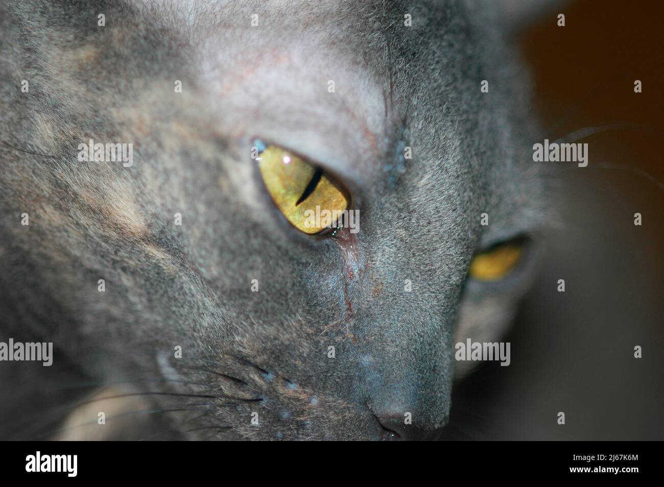 Gray Blue Cornish Rex breed of cat with short hair and yellow eyes ...