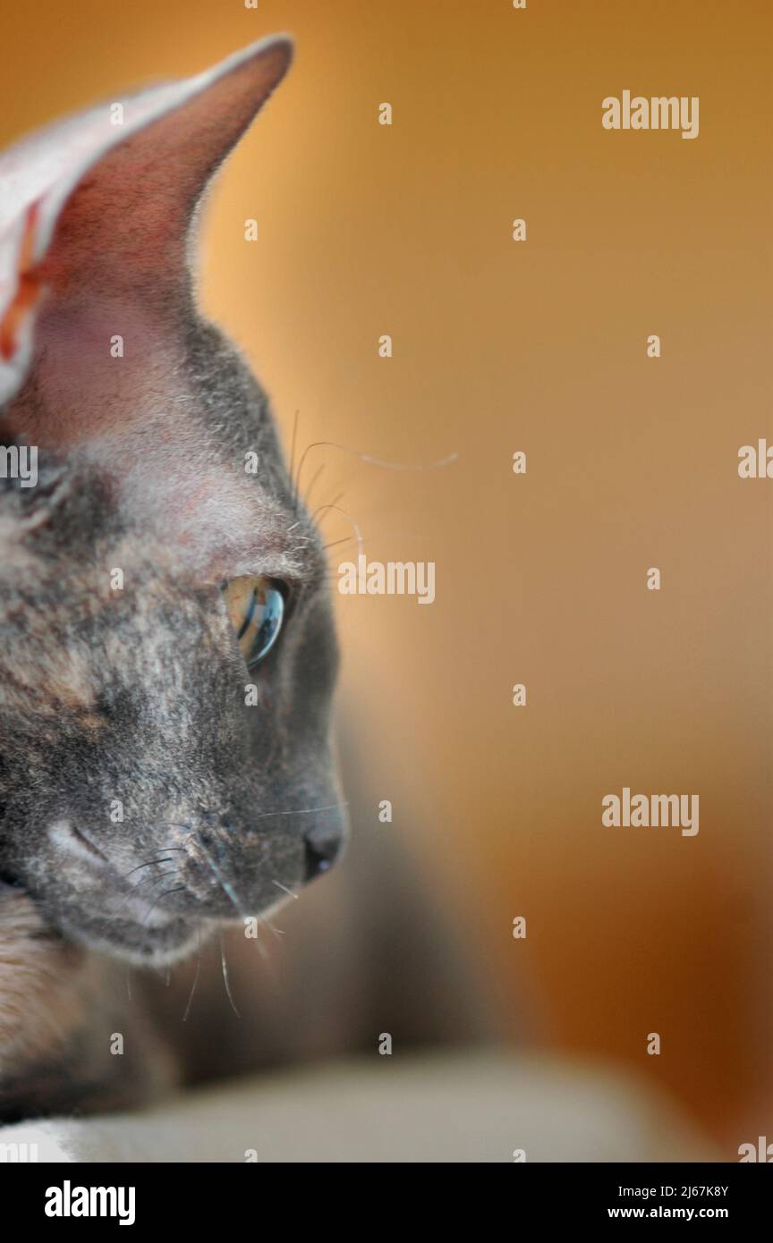 Gray Blue Cornish Rex breed of cat with short hair and yellow eyes ...