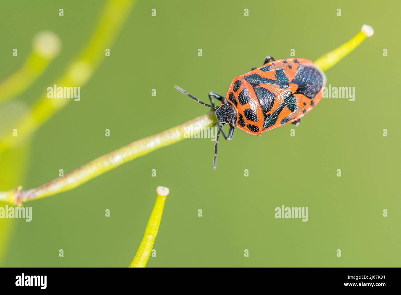 Eurydema ornata is a species of shield bug in the family Pentatomidae ...