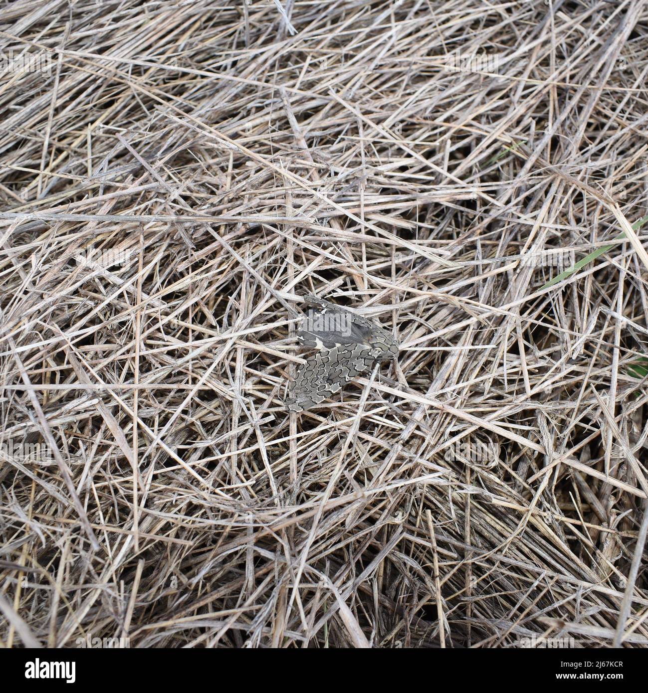 Fruit management hi-res stock photography and images - Alamy