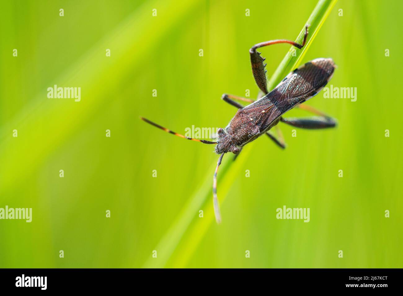 Tru bugs hi-res stock photography and images - Alamy