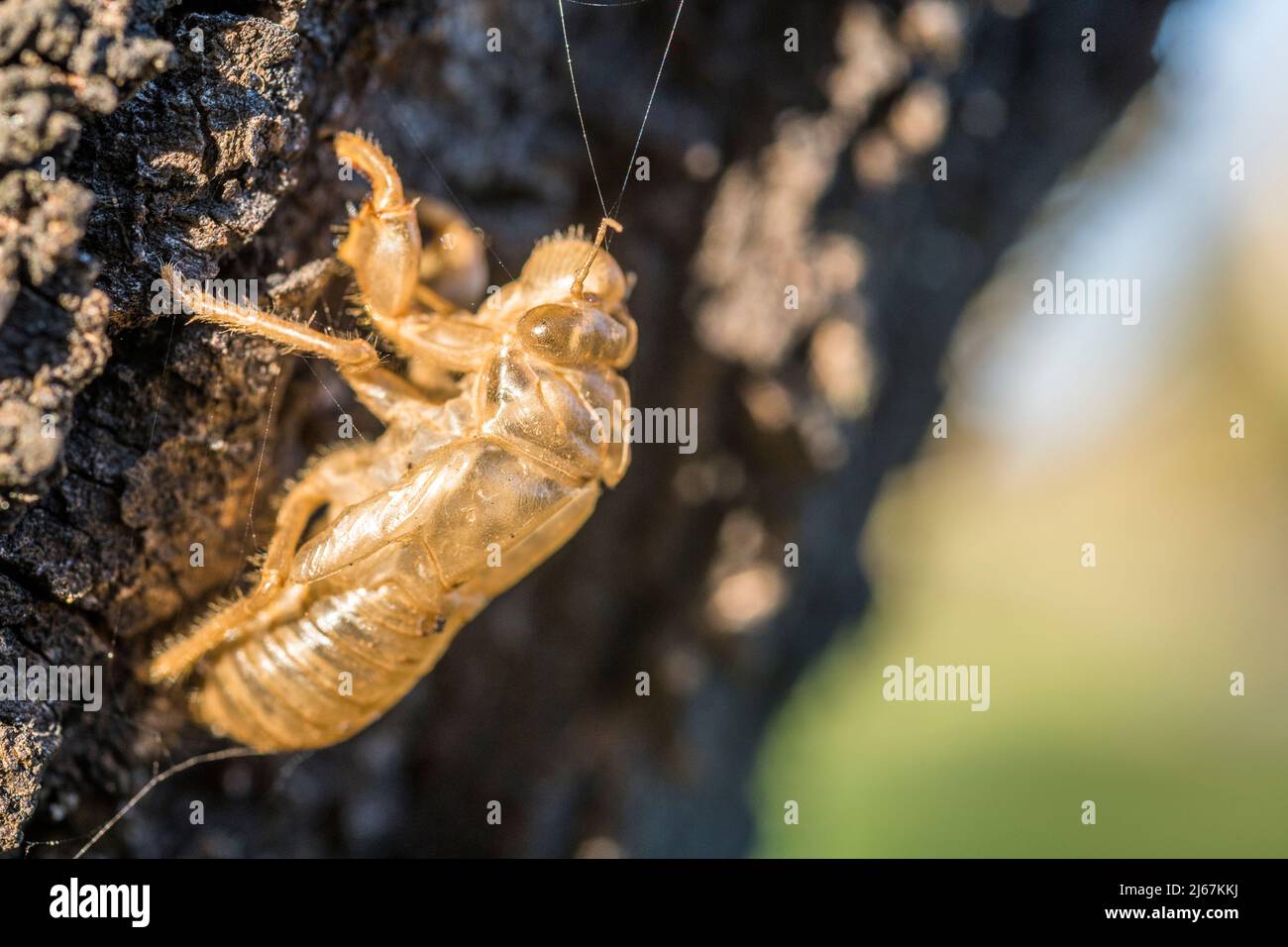 Arthropoda arthropod cicada hi-res stock photography and images - Alamy