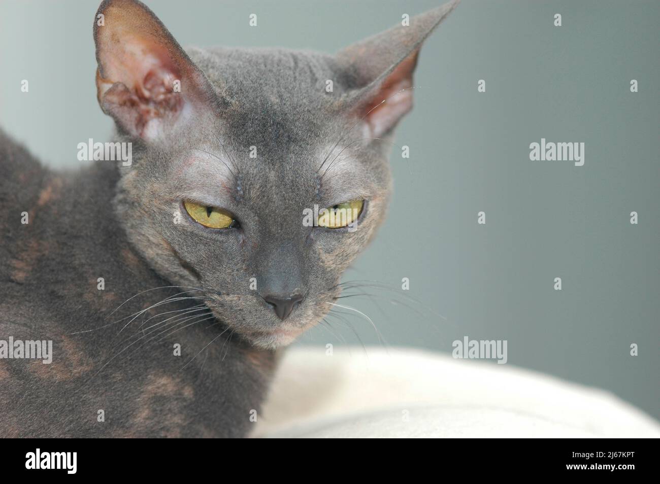 Gray Blue Cornish Rex breed of cat with short hair and yellow eyes ...
