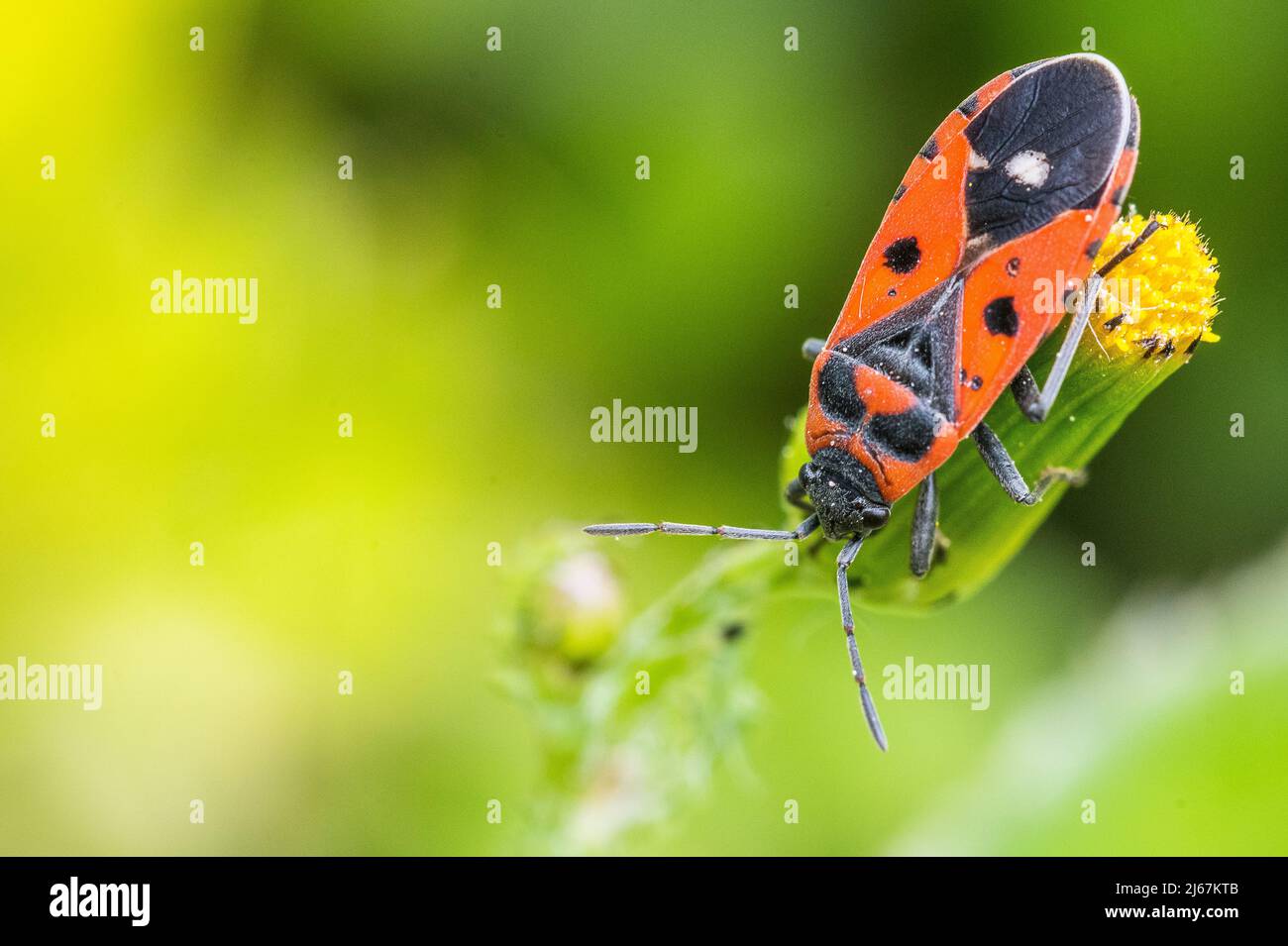 Lygaeidae Identification