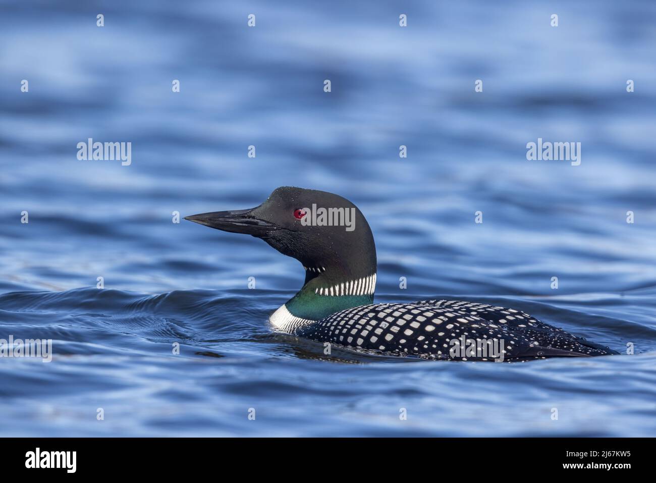 Common loon swimming in blue water hi-res stock photography and images ...
