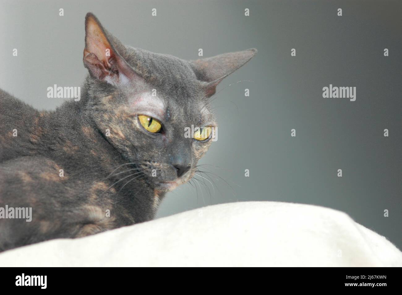 Gray Blue Cornish Rex breed of cat with short hair and yellow eyes ...