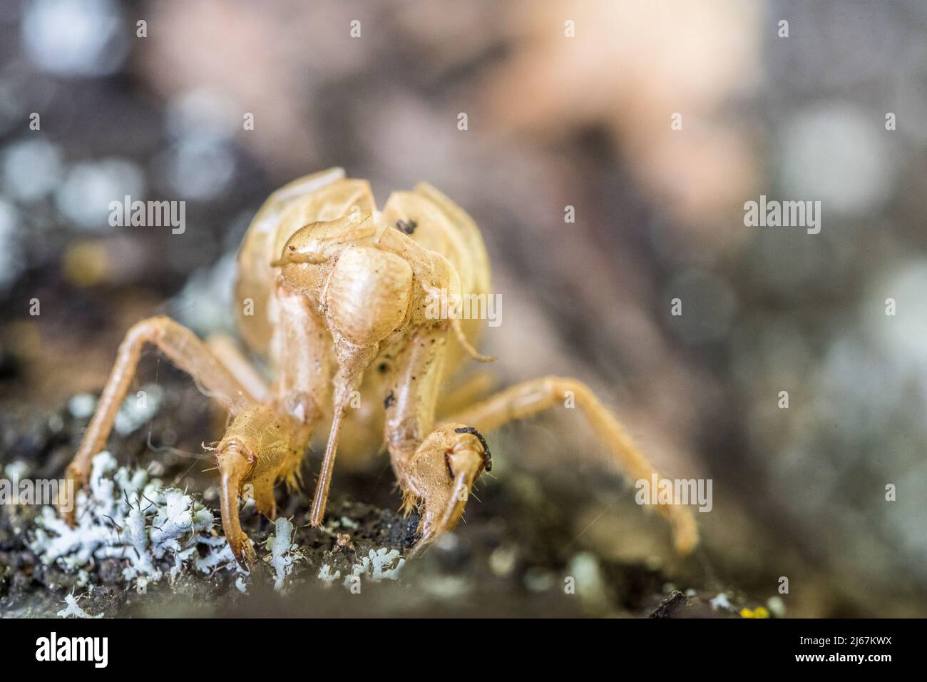 Arthropoda arthropod cicada hi-res stock photography and images - Alamy