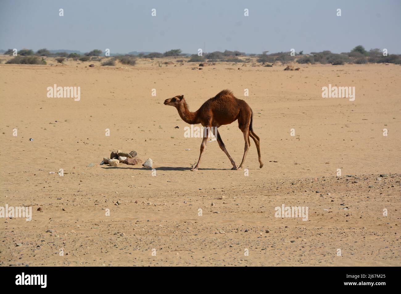 Mini camel hi-res stock photography and images - Alamy