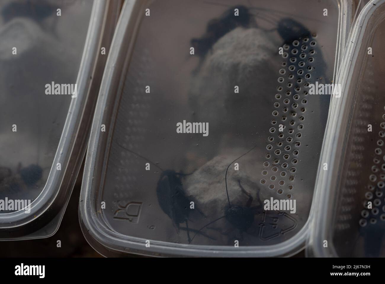 Crickets, reptile feed insects in plastic containers with holes for air ...