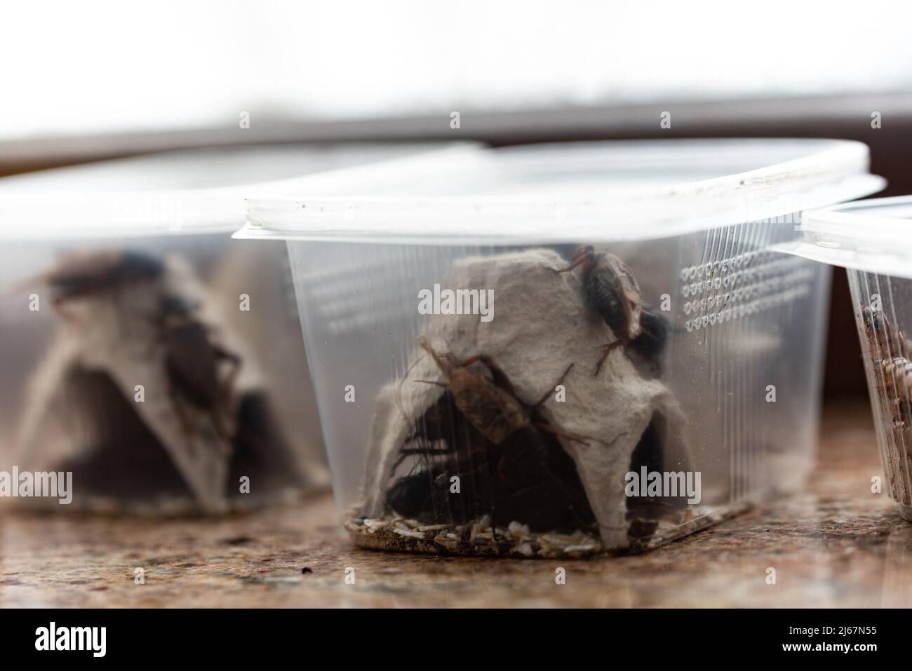 Crickets, reptile feed insects in plastic containers with holes for air ...