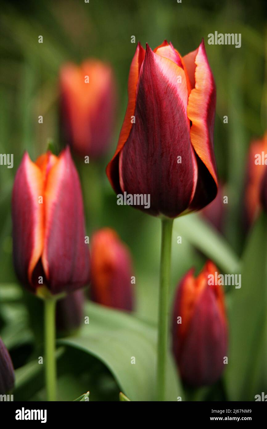 Tulip slawa hi-res stock photography and images - Alamy