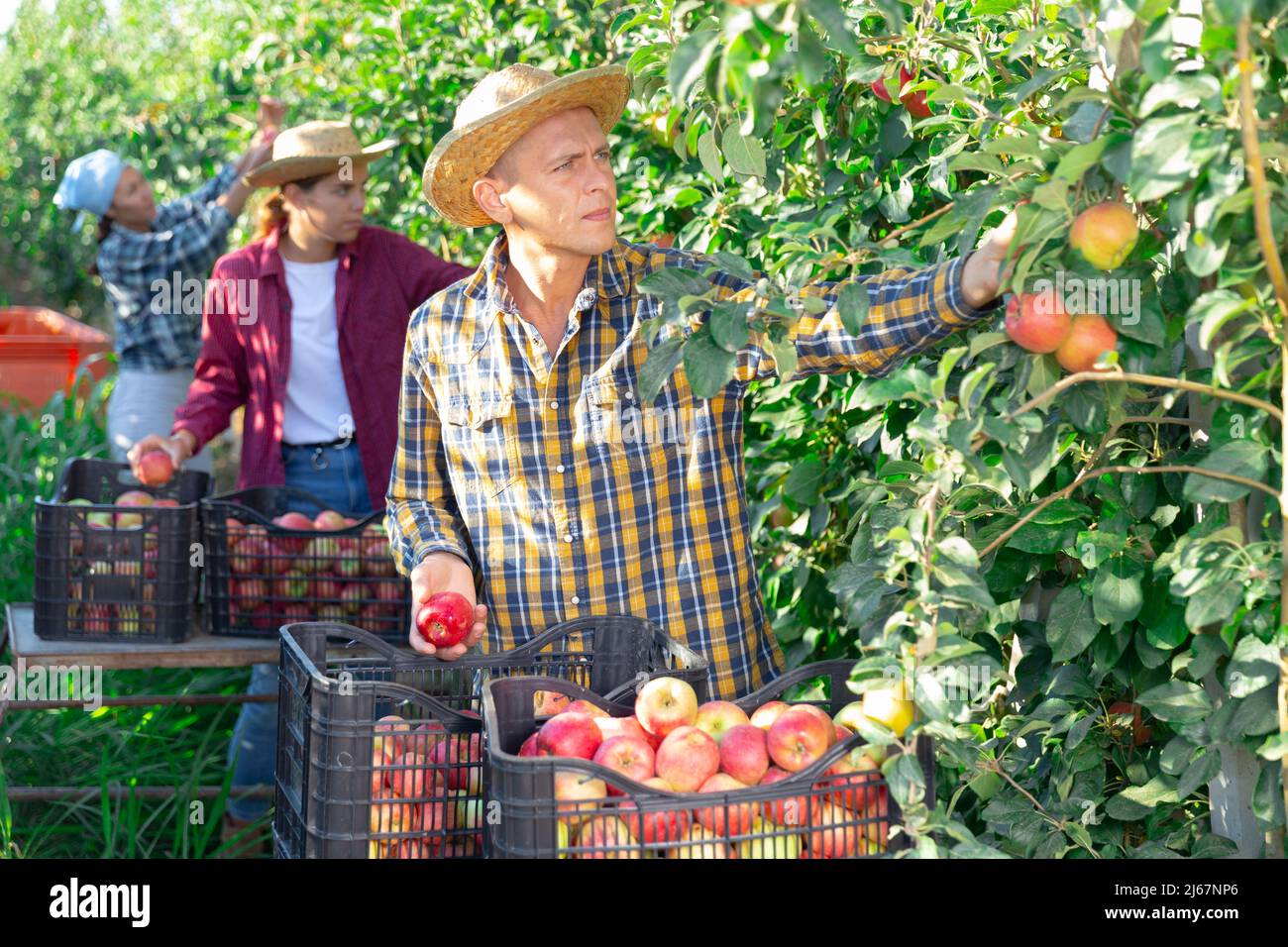 Farm worker harvesting ripe apples in fruit garden Stock Photo - Alamy