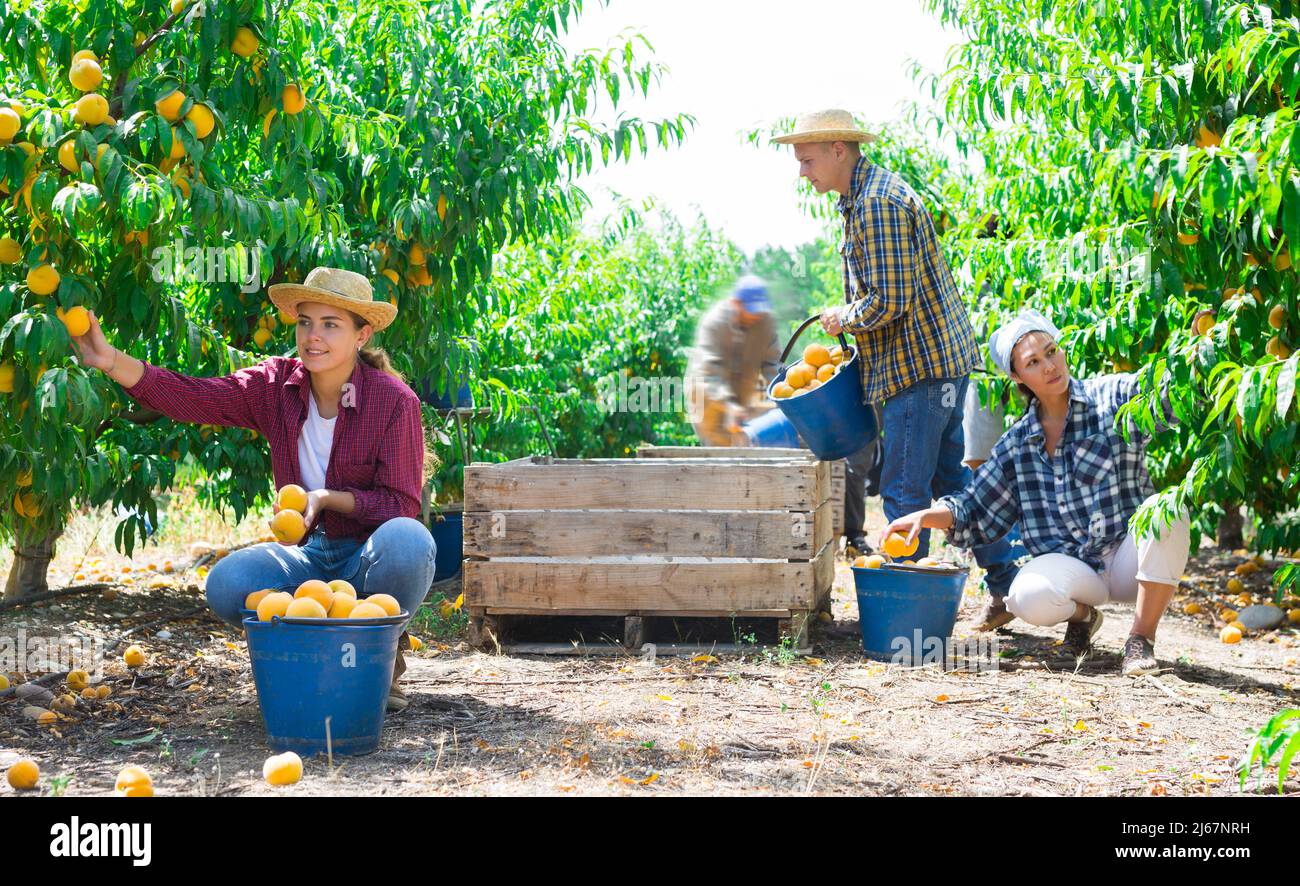 Farm workers gathering crop of ripe peaches in garden Stock Photo - Alamy