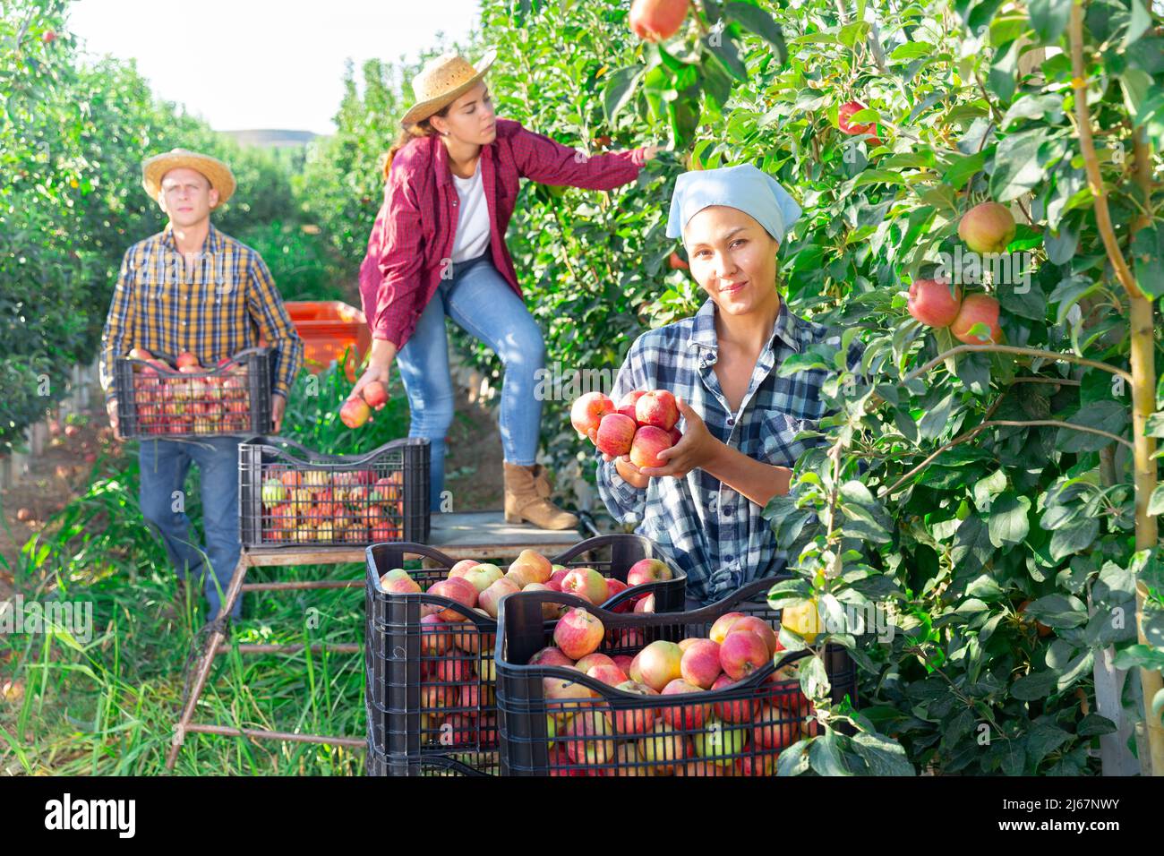 Group of farm workers harvesting apples at orchard Stock Photo - Alamy