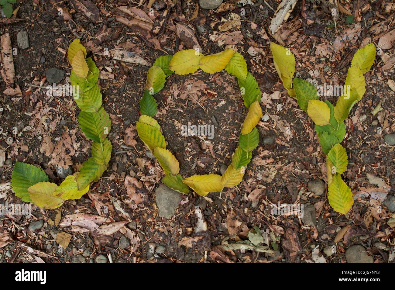 The word Joy spelled out with green and yellow alder leaves on the ...