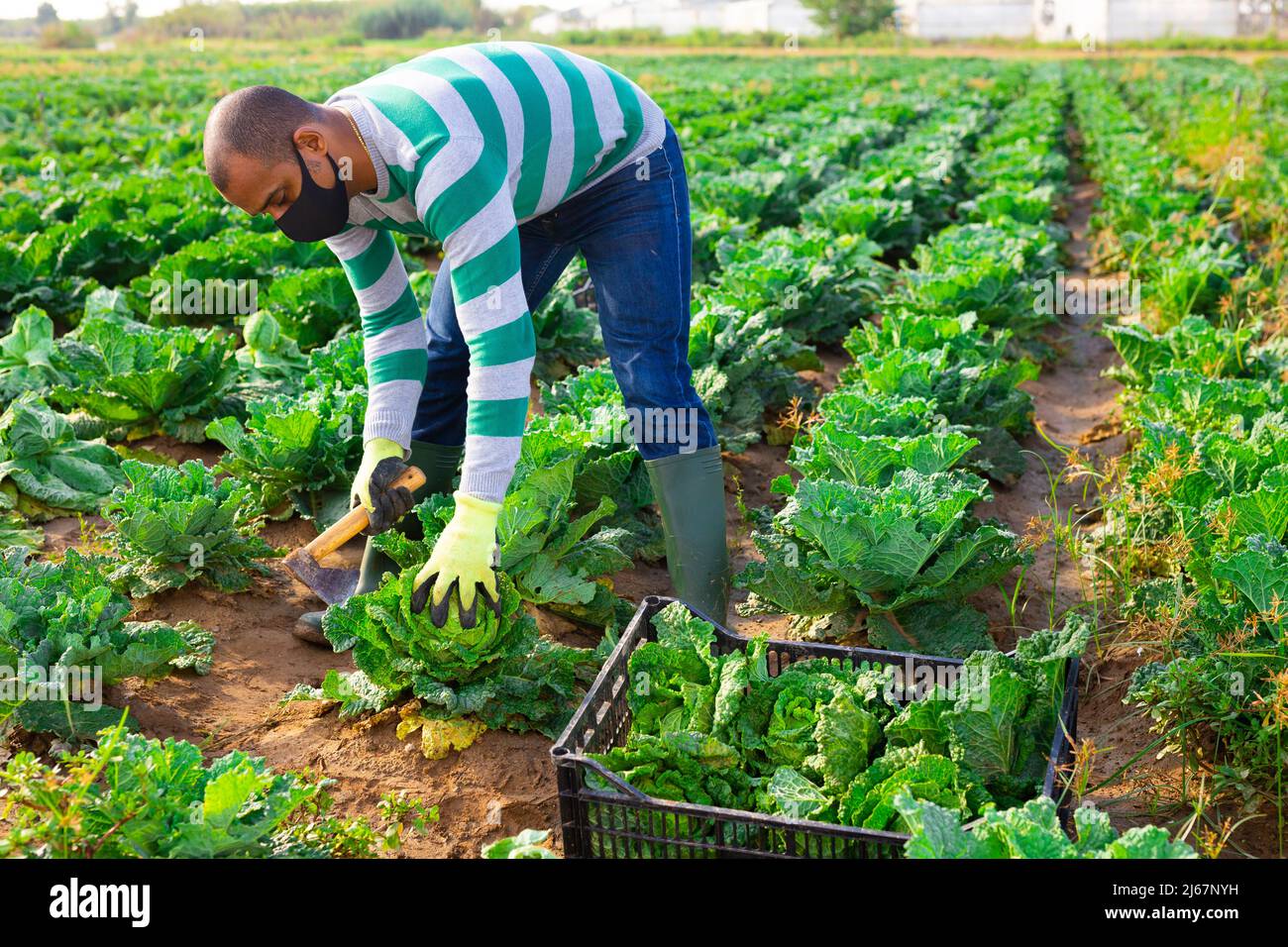 Cabbage head man hi-res stock photography and images - Alamy