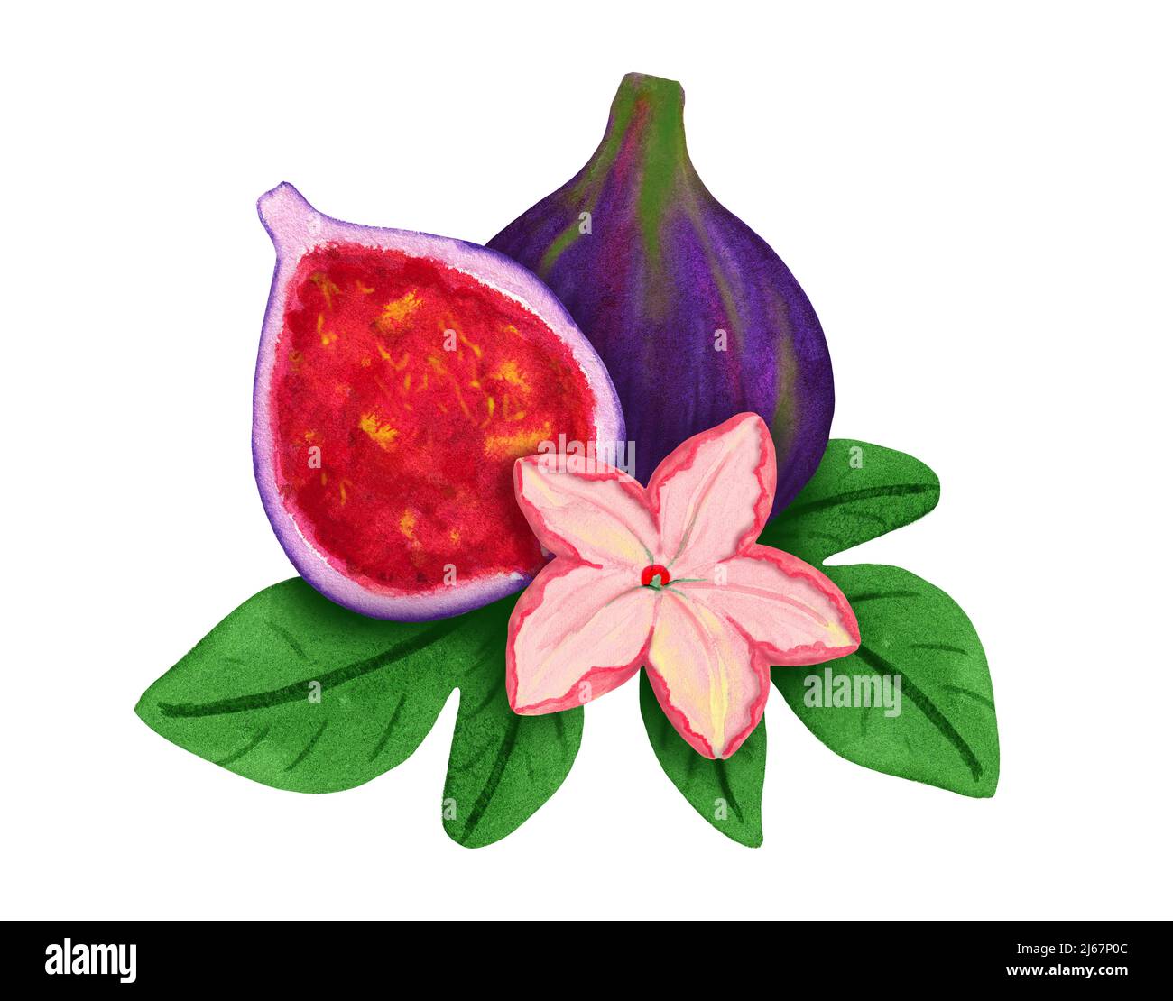 Two figs with flower illustration. Hand drawn watercolor fig ...