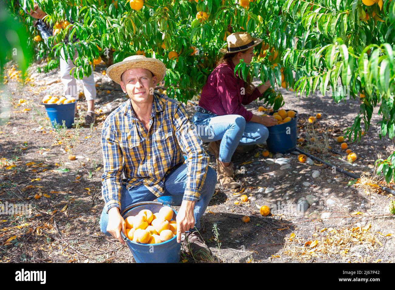 Successful farmer holding bucket with freshly picked peaches in orchard ...
