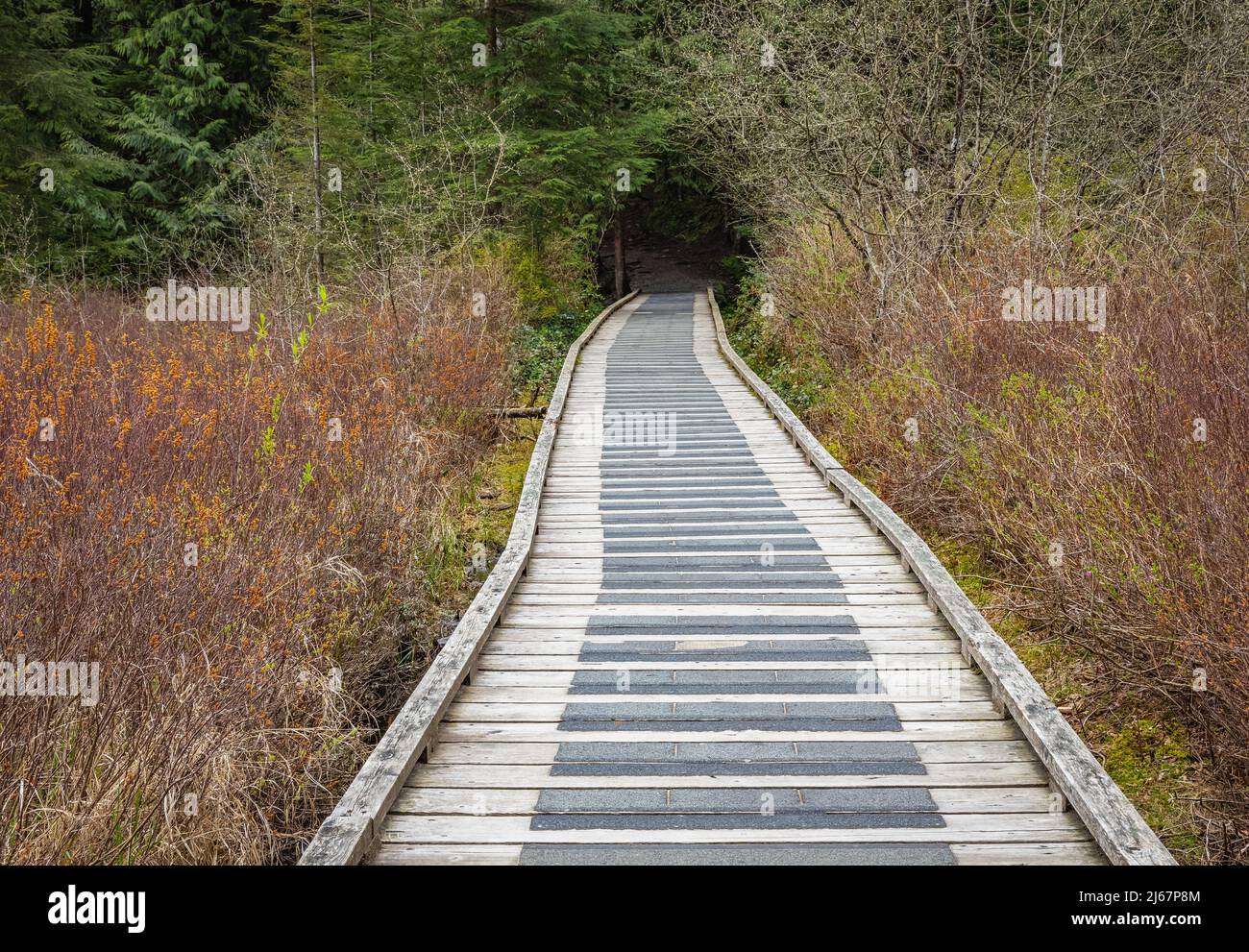 Eco path wooden walkway in the forest. Ecological trail path. Wooden ...