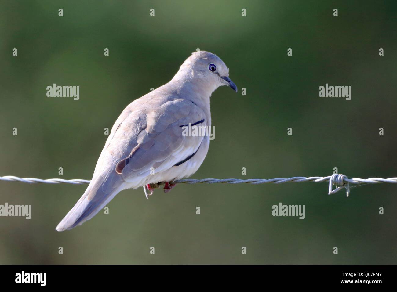 Picui Ground-Dove (Columbina picui) perched on barbed wire Stock Photo ...