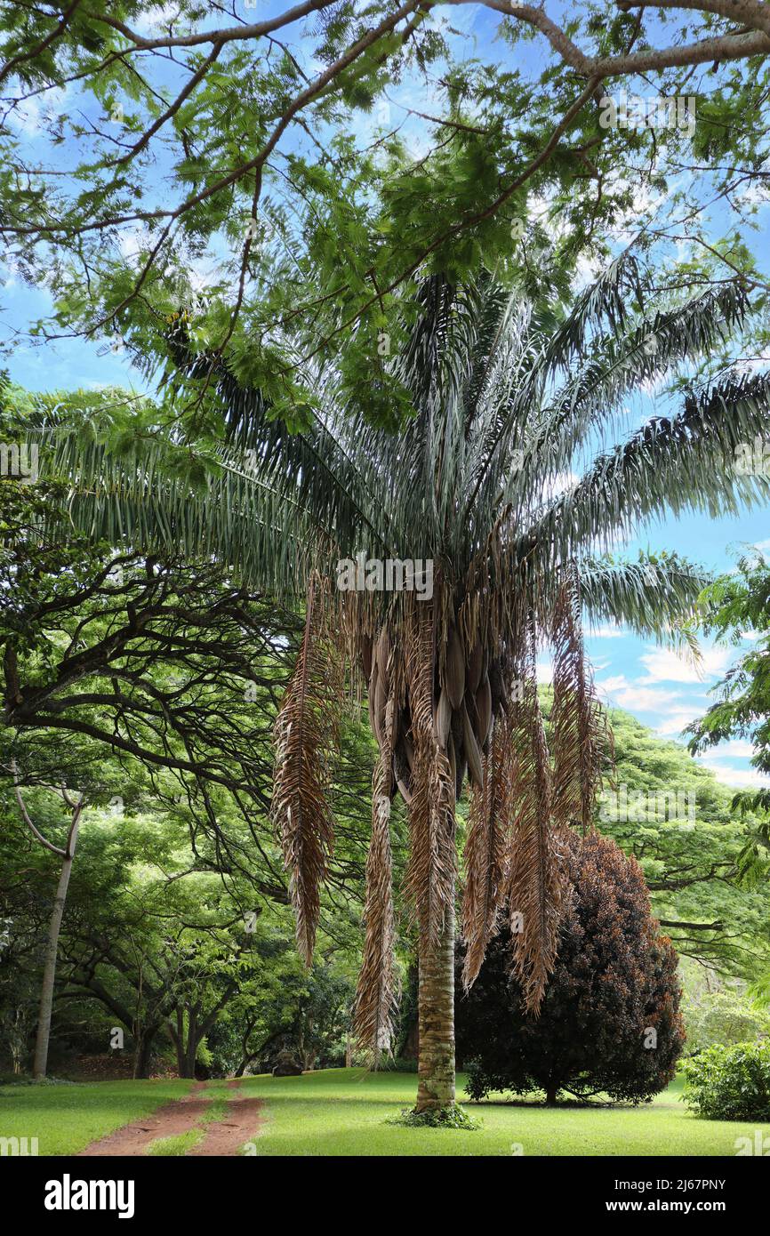 A mature Yagua Palm tree with dried fronds and spathes hanging down ...