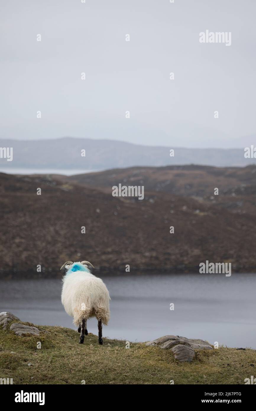 Upland sheep hi-res stock photography and images - Alamy