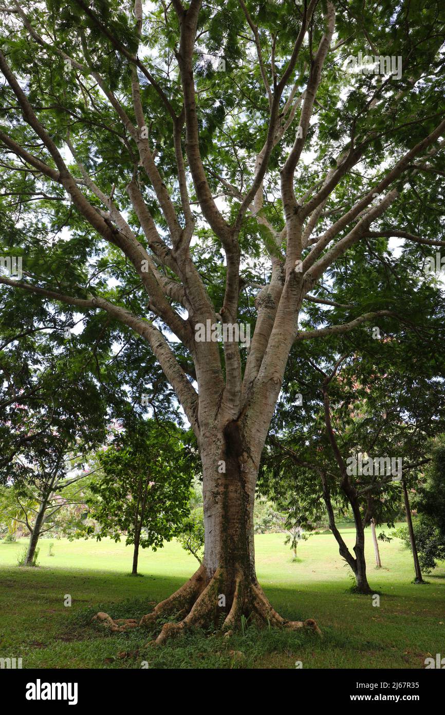 A Parkia timoriana tree in an arboretum in Kauai, Hawaii, USA Stock ...