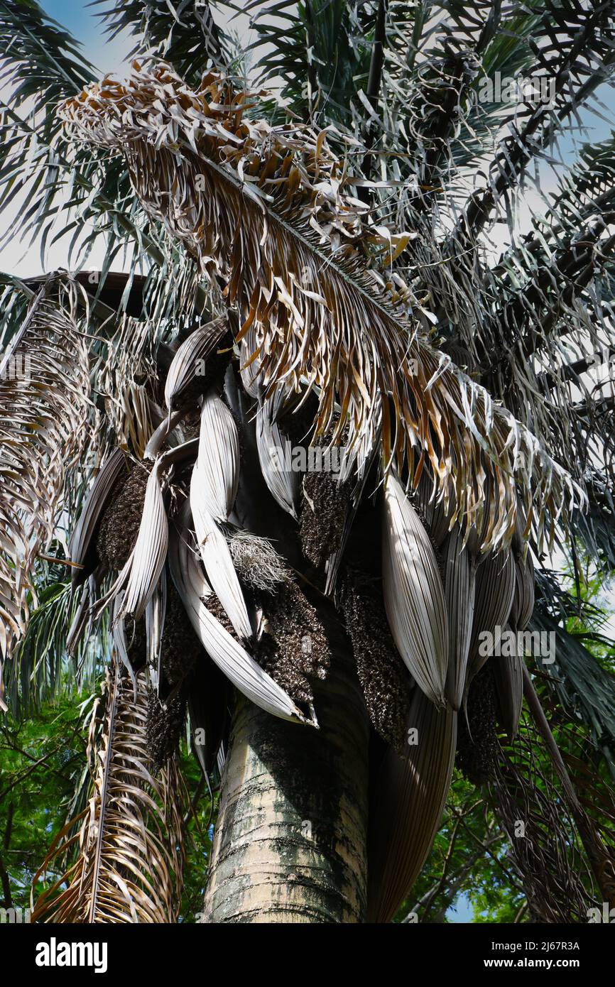 Looking up at the dried fronds and spathes hanging down from the crown ...