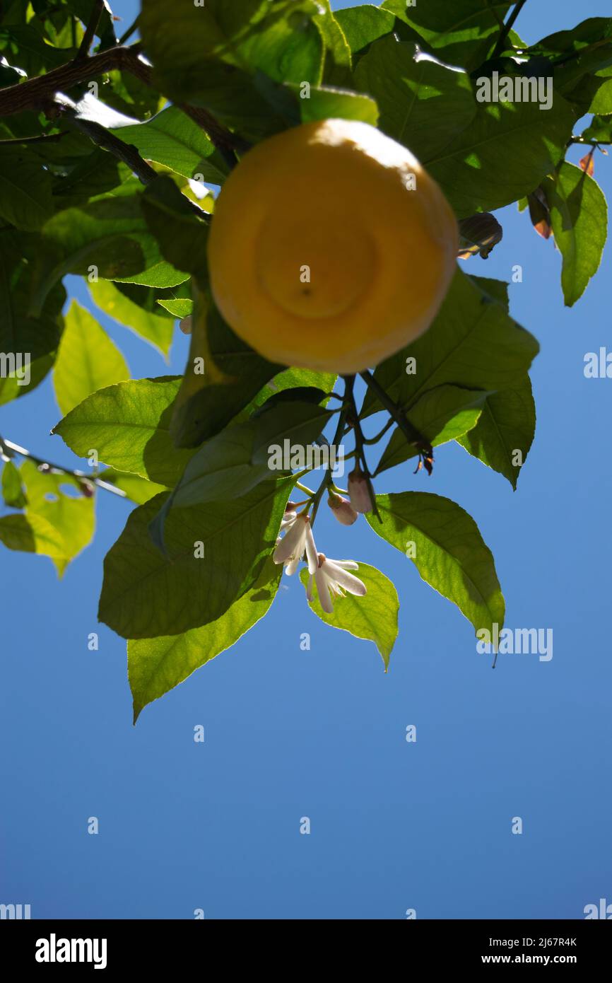 Lemon tree flowers hi-res stock photography and images - Alamy