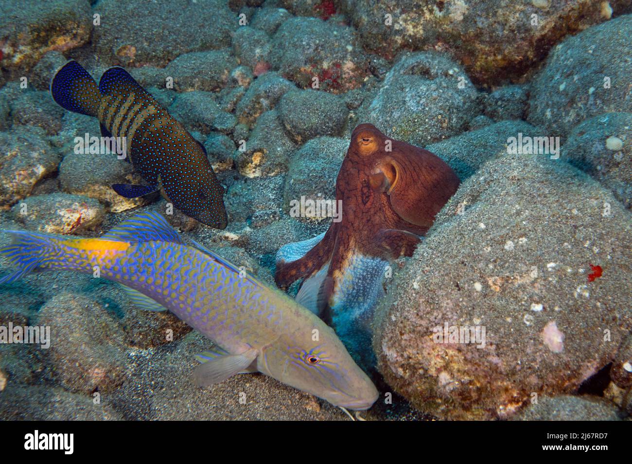 hunting coalition of blue goatfish or yellowsaddle goatfish, Parupeneus ...