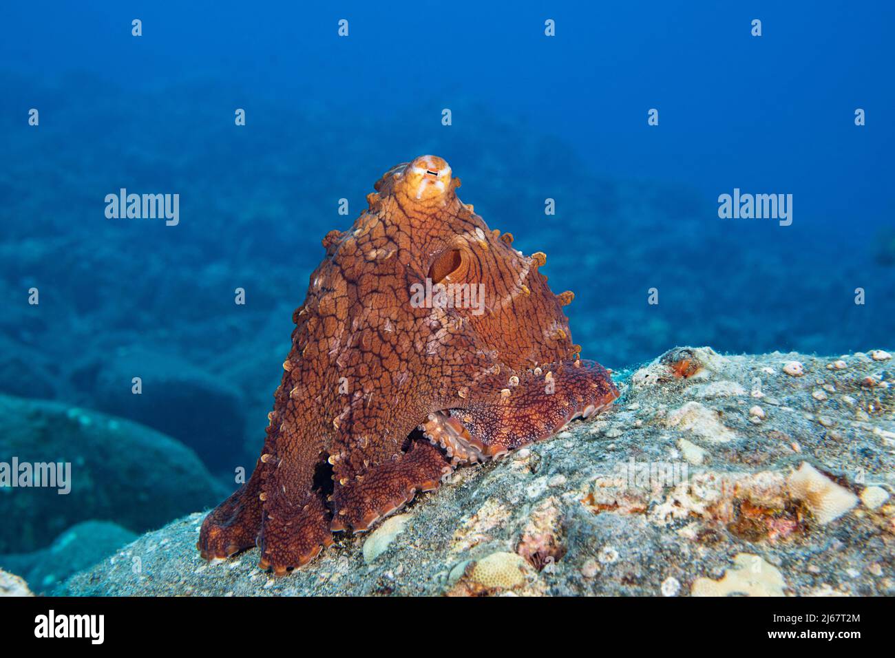 day octopus, big blue octopus, or Cyane's octopus, Octopus cyanea ...