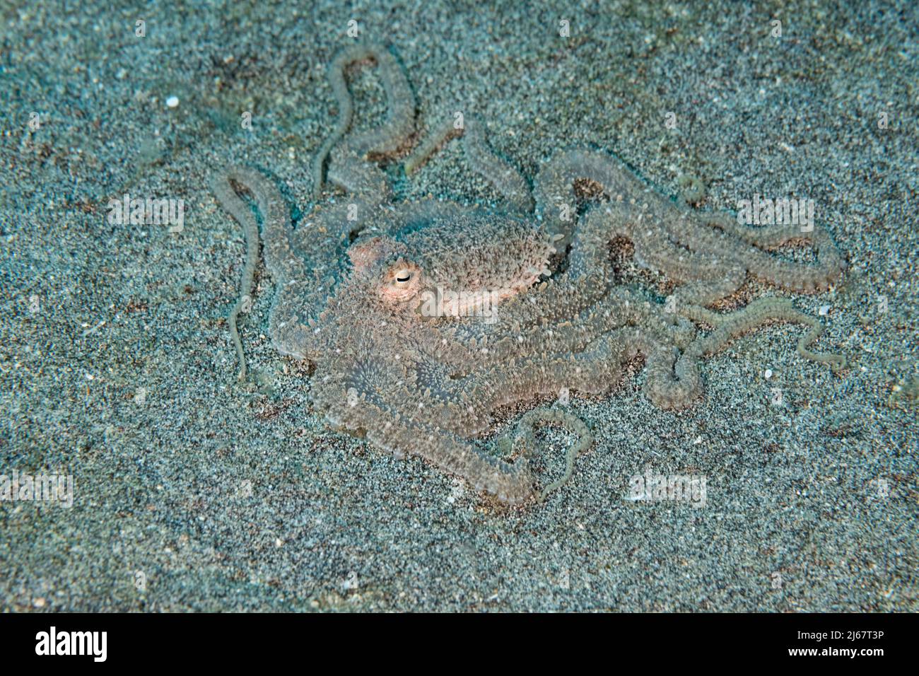 Hawaiian long-armed sand octopus, Thaumoctopus, Abdopus, or ...